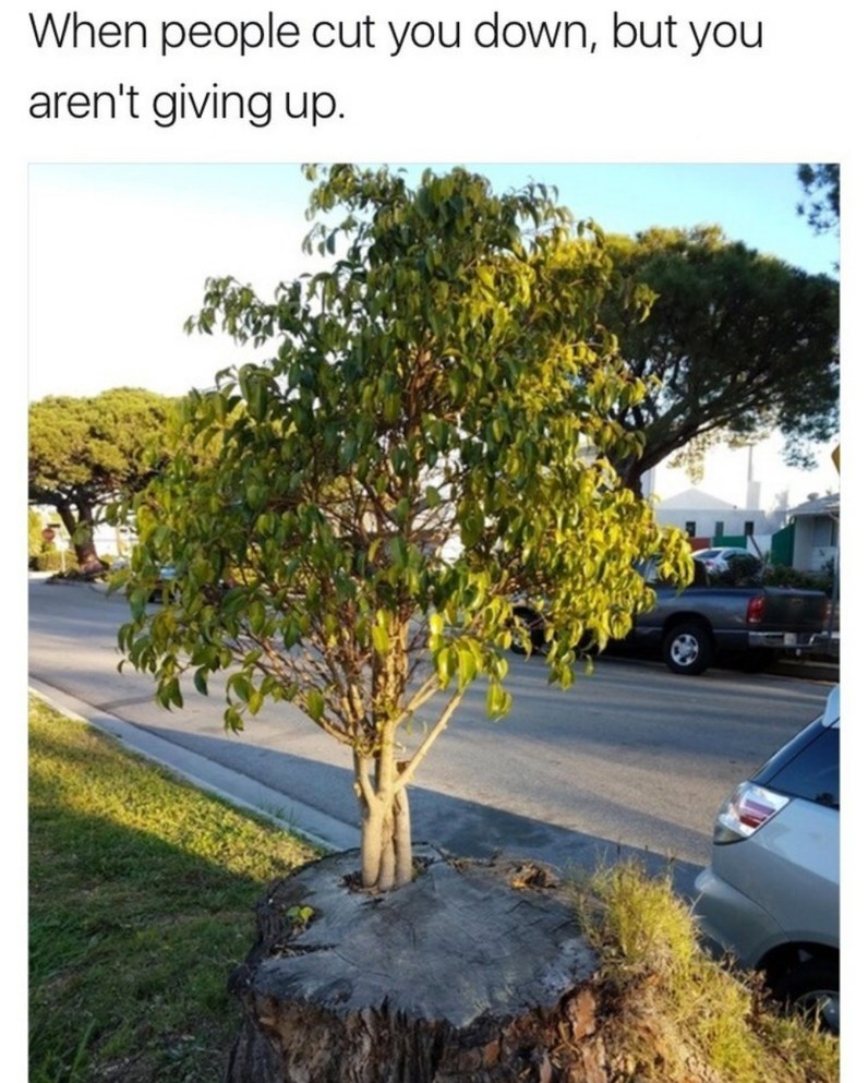 The best Tree memes :) Memedroid