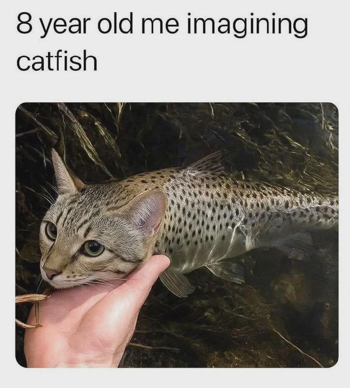The best Catfish memes :) Memedroid