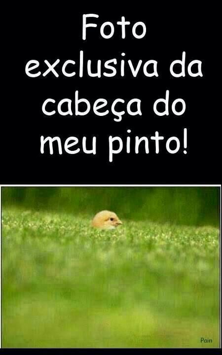 pinto - Meme by diogomendonca1234 :) Memedroid