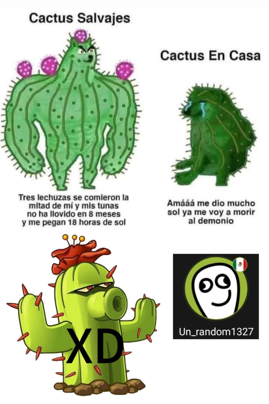 Memes De Cactus