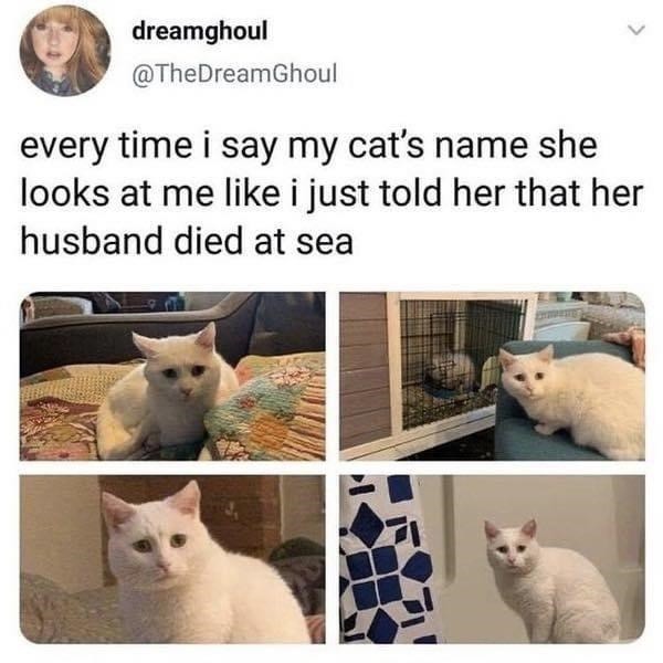 Mittens, I regret to inform you… - Meme by sed_libera_nos :) Memedroid