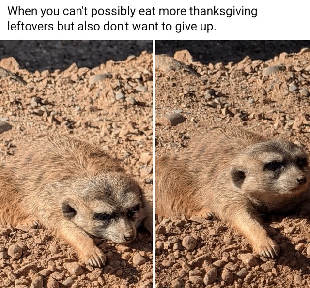 The Best Funny Thanksgiving Memes :) Memedroid