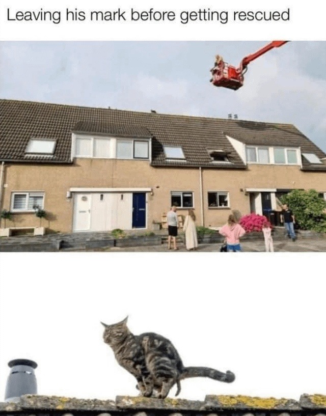 The best Survival memes :) Memedroid