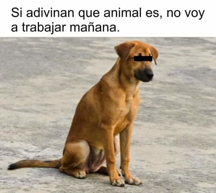 Es un cuervo - Meme subido por ElGeros300 :) Memedroid