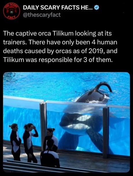 The best Orca memes :) Memedroid