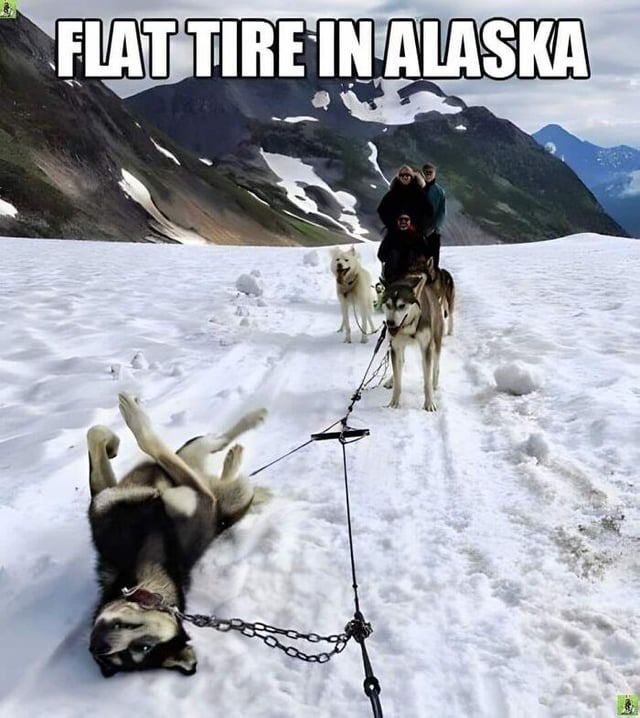The best Alaska memes :) Memedroid