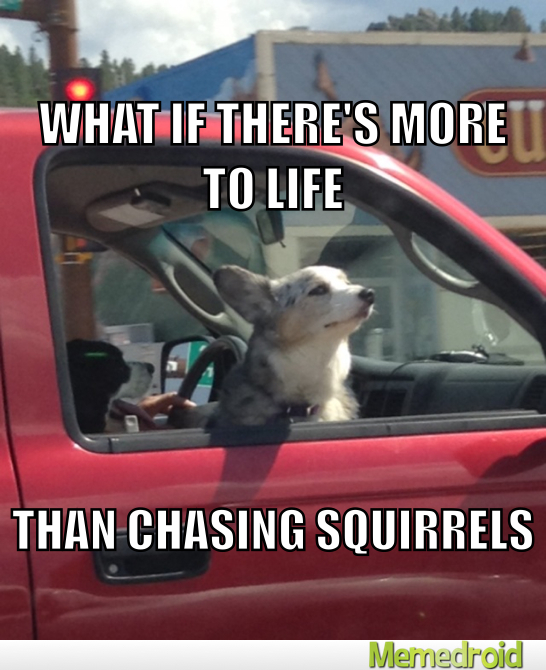 Dog Squirrel Memes 50 Dog Memes Guaranteed To Make You Smile