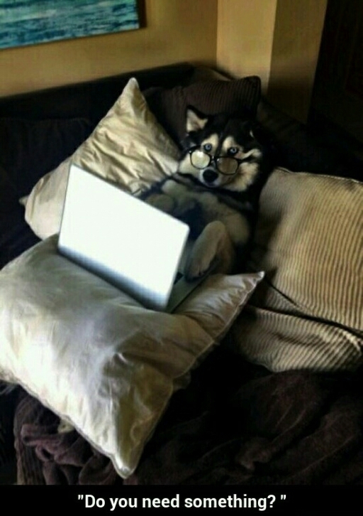 Perro trabajador - Meme subido por Neon_Lynkz :) Memedroid