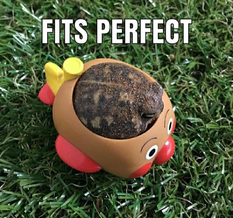 tactical attack frog - Meme by DaMusicGamer :) Memedroid