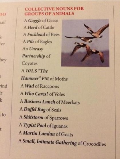 The Latest Memes :) Memedroid