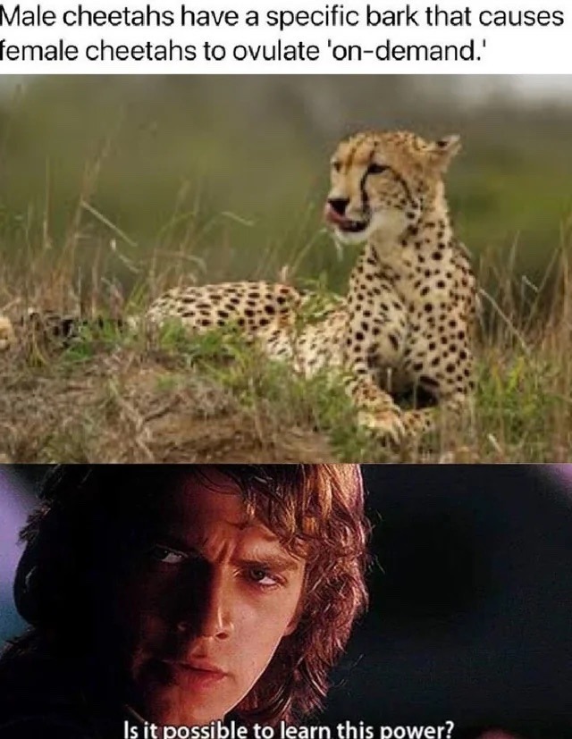 Arf Arf! - Meme by AndySoshall :) Memedroid