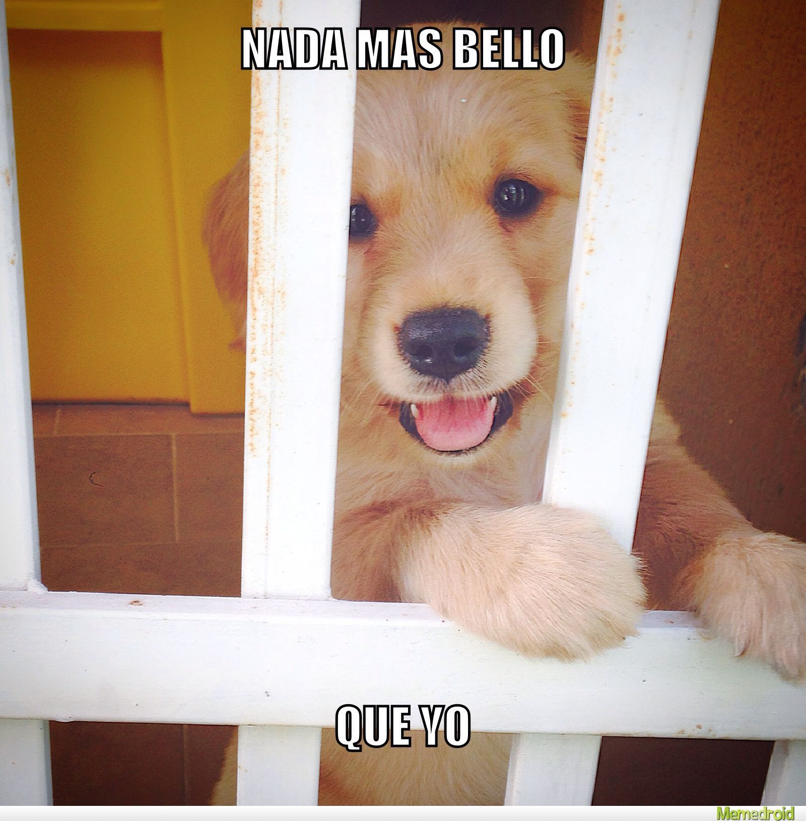 Tan bello - Meme subido por hied1 :) Memedroid