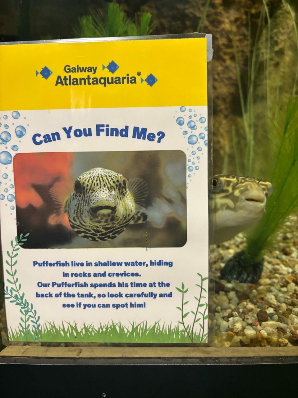 The best Fish memes :) Memedroid