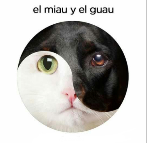 El miau y el guau - Meme subido por Alejandroaah16 :) Memedroid