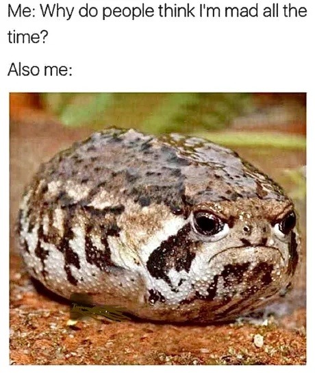 The best Frog memes