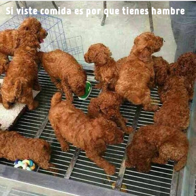 Perro calientes a - Meme subido por elbebo5 :) Memedroid