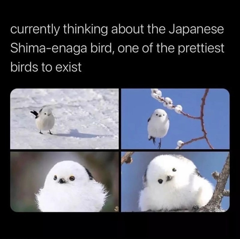 The best Bird memes :) Memedroid