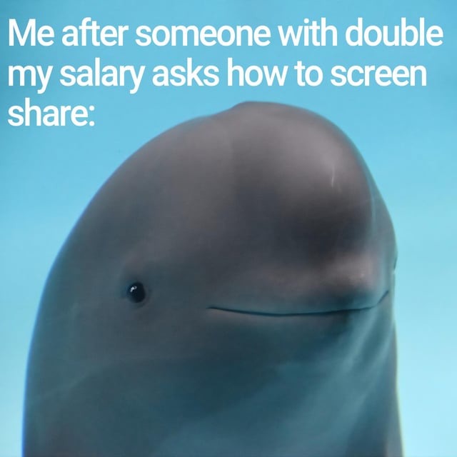 The best Beluga memes :) Memedroid