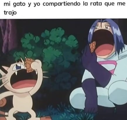 Top Memes de Gatos en Español – Memedroid