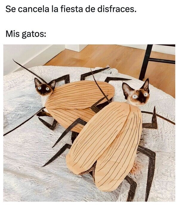 Los memes más graciosos de disfraces :) Memedroid