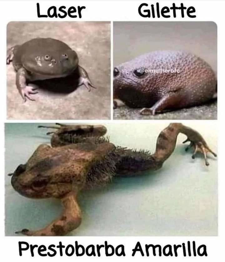 Meme De Asco Que Asco GIFs | Tenor