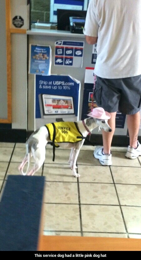 Service Dog - Meme by HaiLjesus :) Memedroid