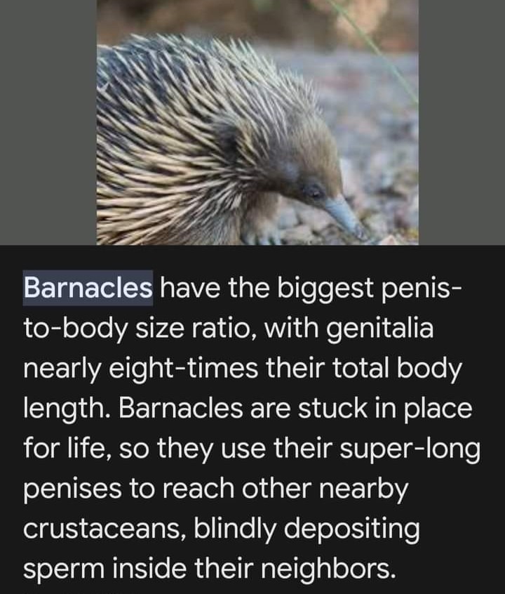 Barnacles Memes This Load Of Barnacles | TikTok