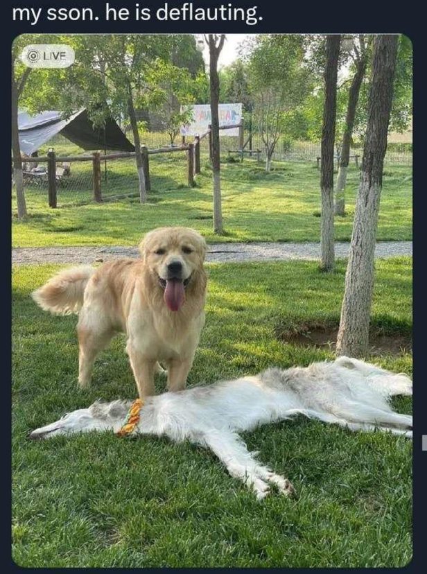 The Latest Memes :) Memedroid