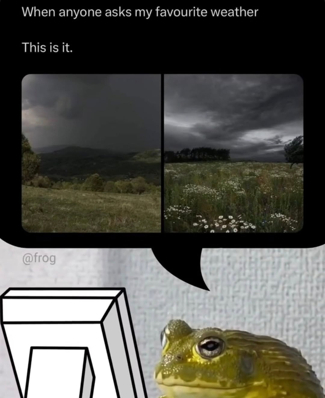 Awkward Frog Memes