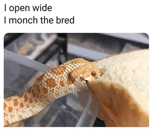 The best Snake memes :) Memedroid