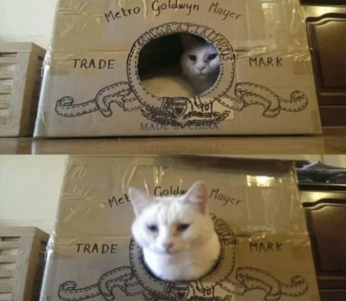 Les meilleurs mèmes Chat :) Memedroid