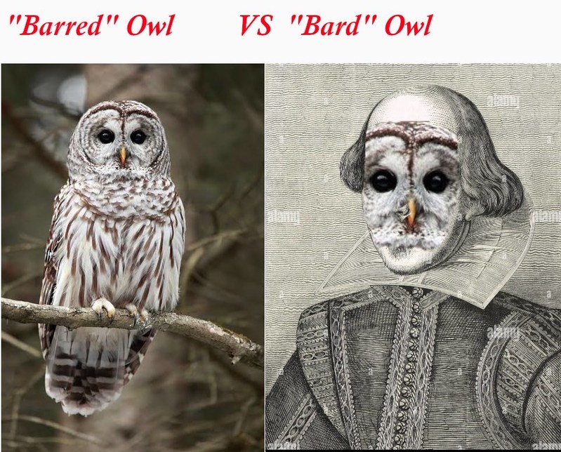 The best Shakespeareowl memes :) Memedroid