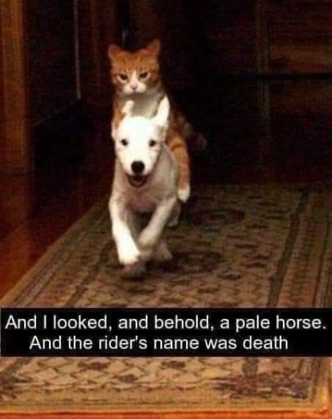 Perfect camera shot - Meme by TBIGUY :) Memedroid