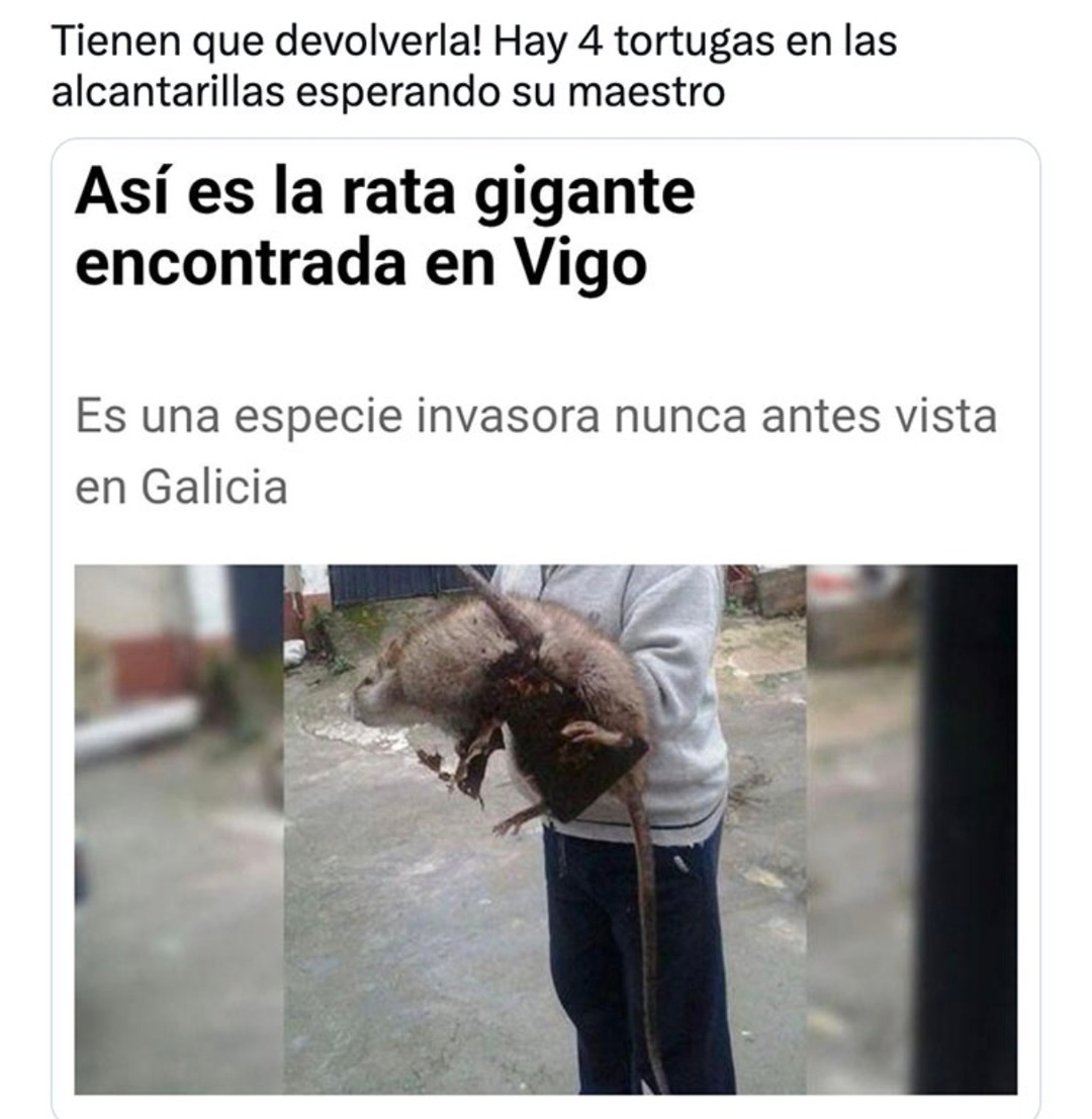 Rata Gigante Memes El Ratón Grande