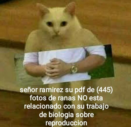 Furro - Meme subido por 1un_chico_bagett :) Memedroid