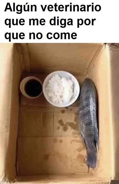 Top memes de Pez en español :) Memedroid