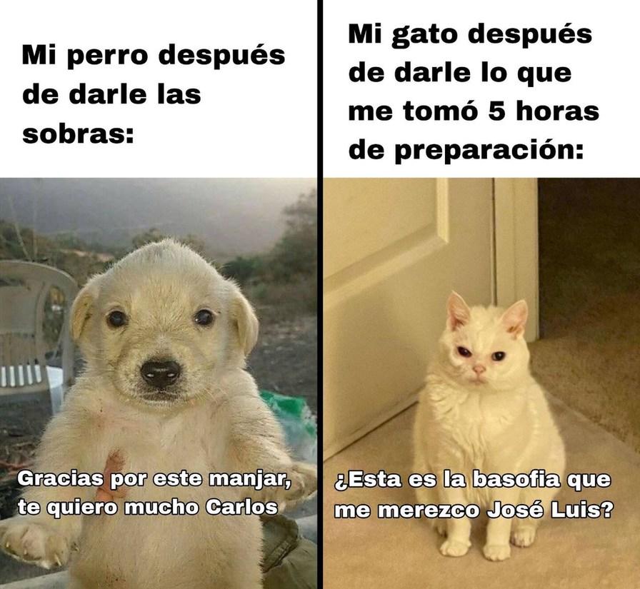 Memes De Perros Y Gatos Gatos Y Perros Memes Pines, Pin Set, Memes De