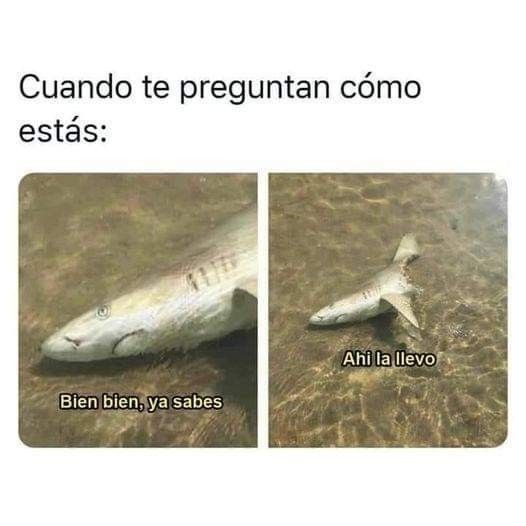 Los Últimos Memes :) Memedroid