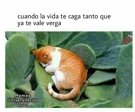 Gatete - Meme subido por PijaCorta :) Memedroid