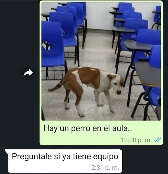 Meme de un perro en el aula - Meme subido por lucaxCB :) Memedroid