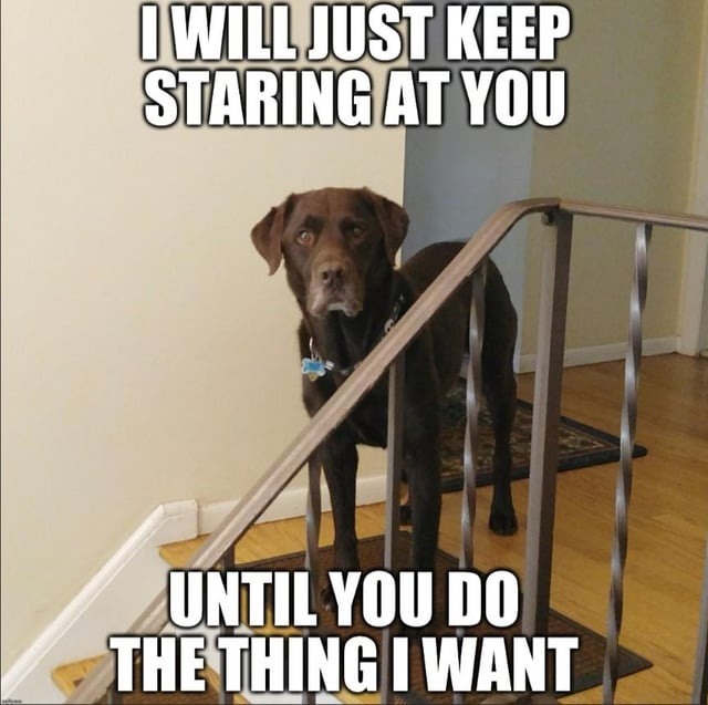 The best Staring memes :) Memedroid