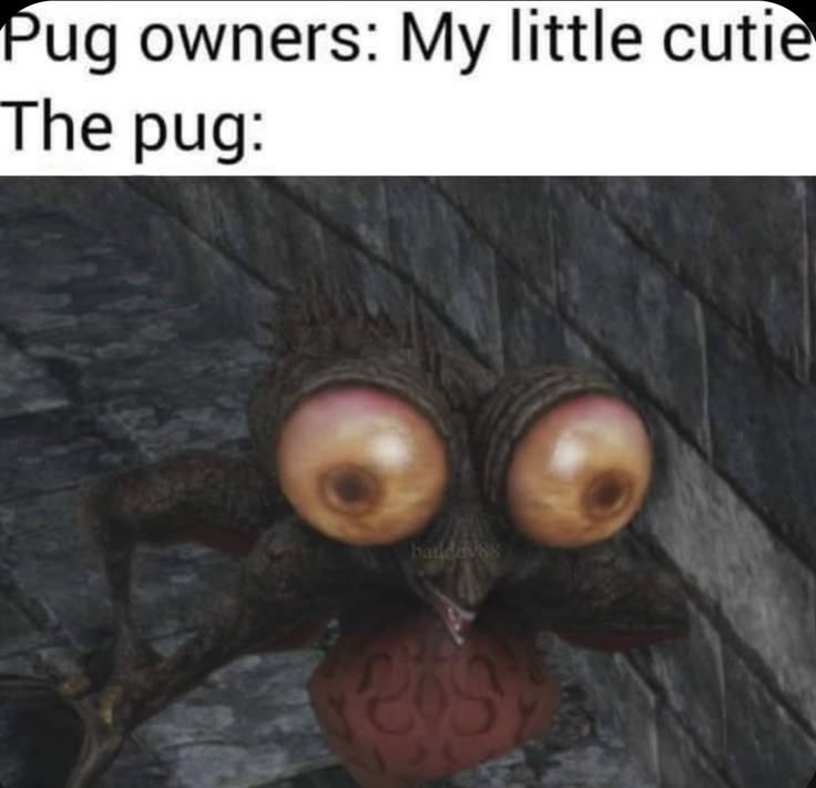 Latest memes / New memes :) Memedroid