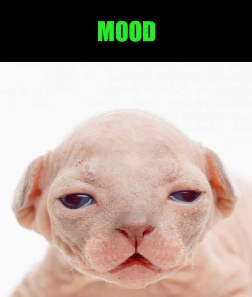 The best Mood memes :) Memedroid