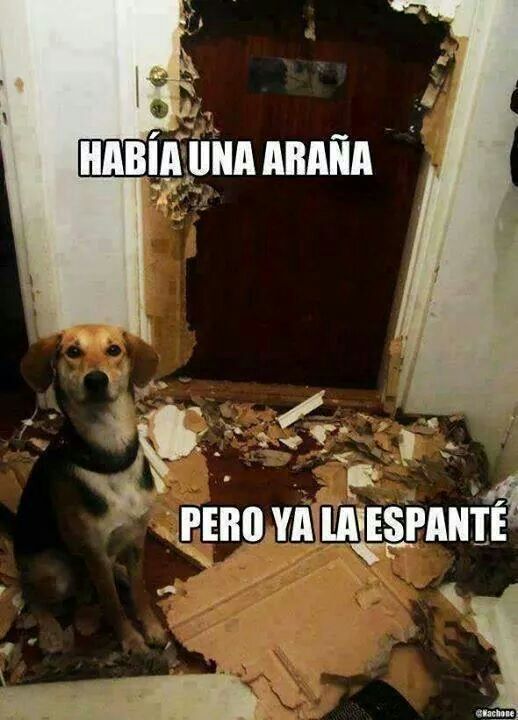 mi amiga le tiene fobia a las arañas - Meme by pauli_is_a_penguin ...