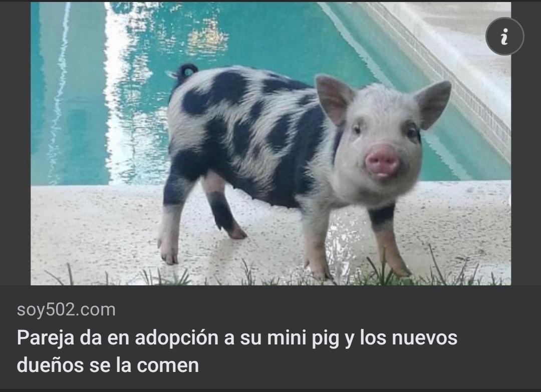 Mini Pigs Memes
