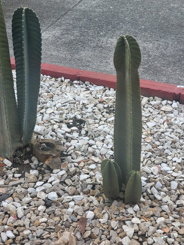 PancondulceOK :) Memedroid