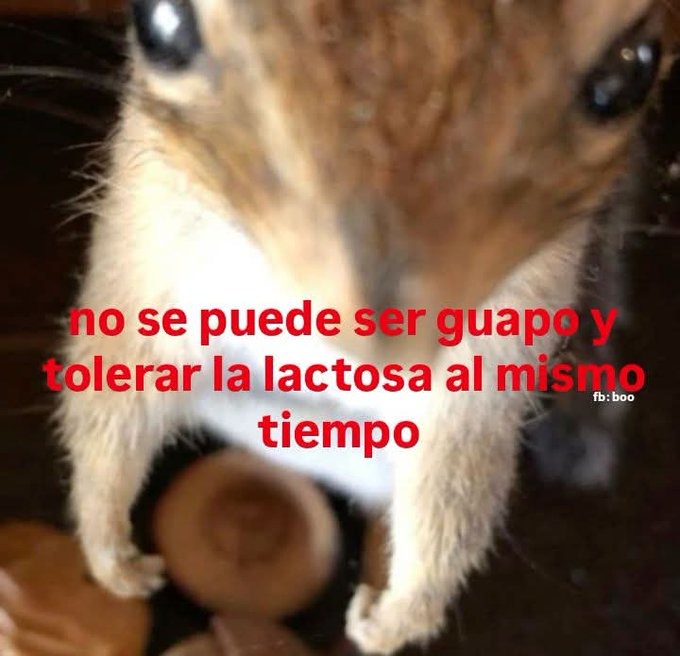 Los Últimos Memes :) Memedroid