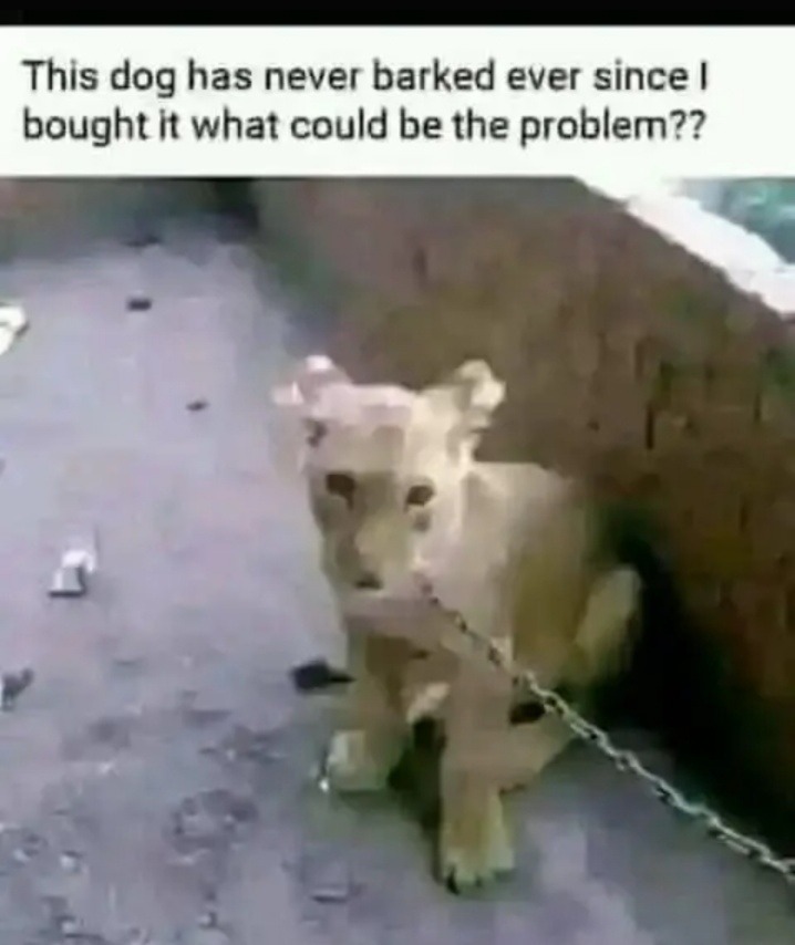 The best Memedroid memes :) Memedroid