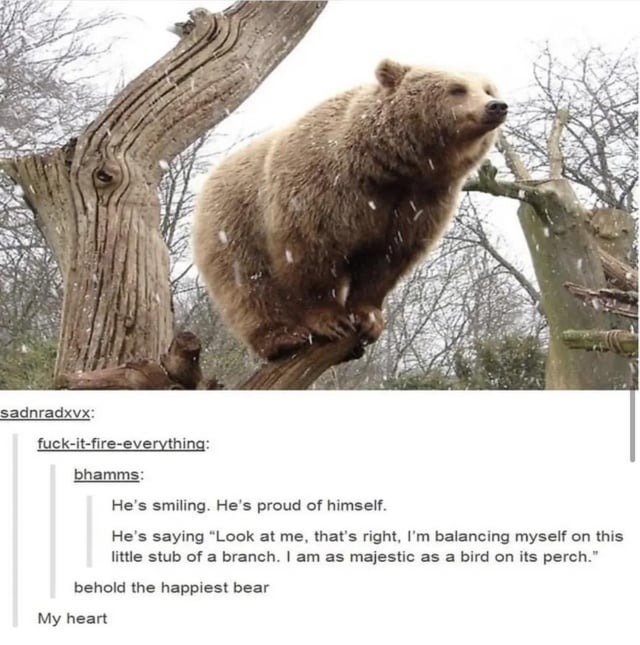 Wholesome bear meme - Meme by mafiadax :) Memedroid