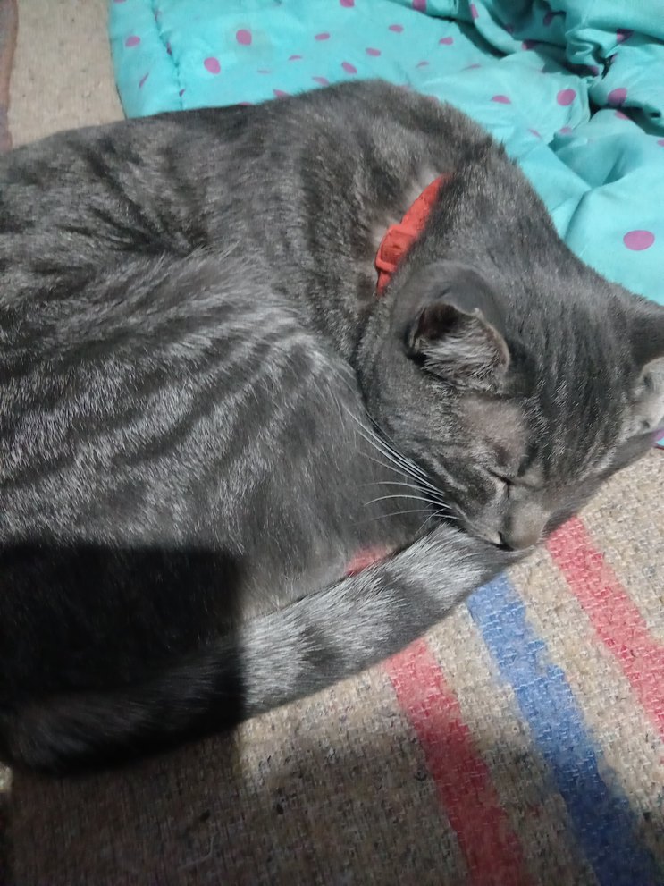 Top Memes de Gatos en Español – Memedroid